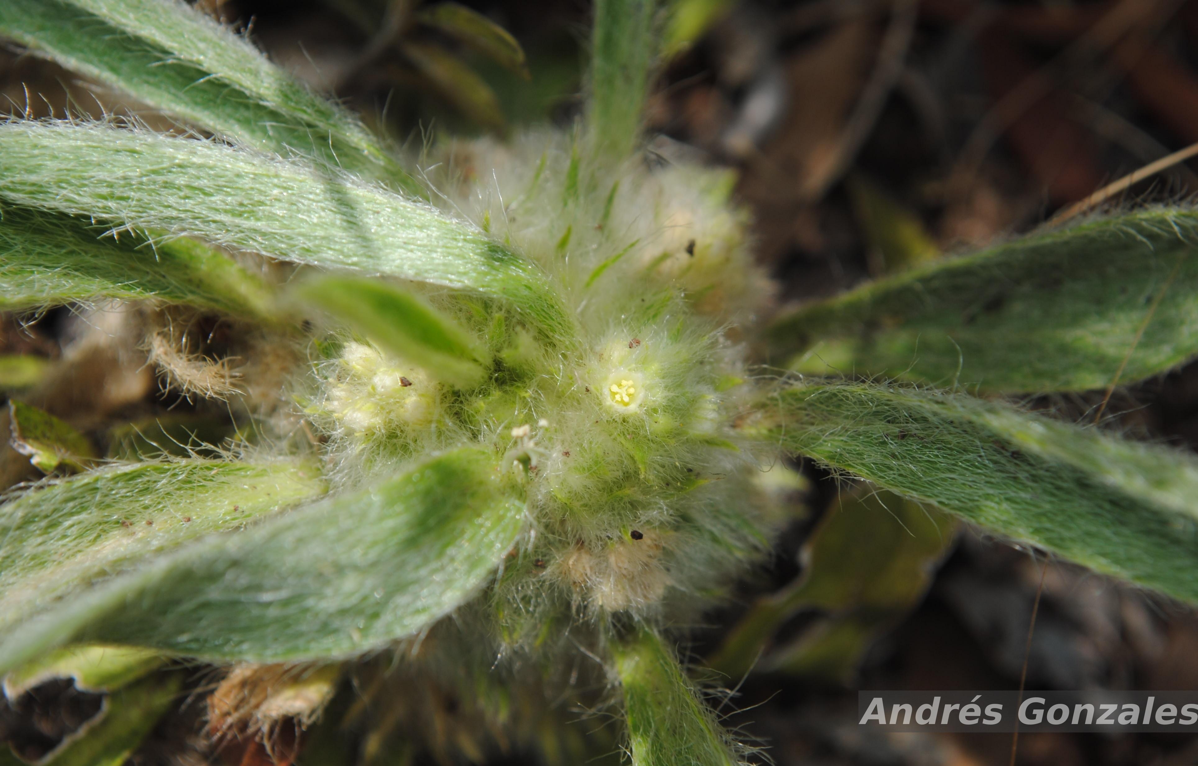 Perua Arborizada Governo Do Peru Fecha Entrada Do Machu Picchu Após