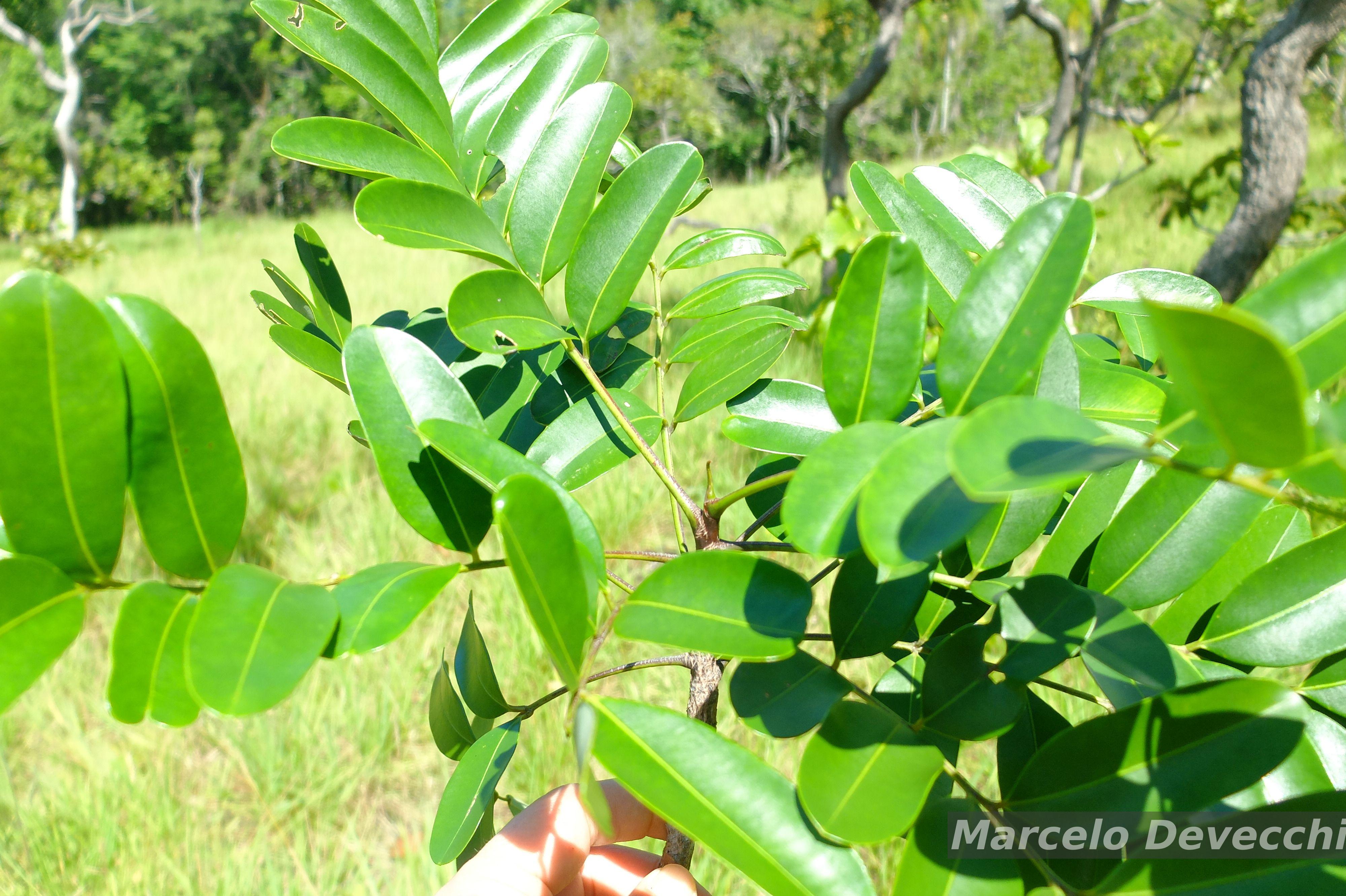 Lobado Pinnately Flora E Funga Do Brasil