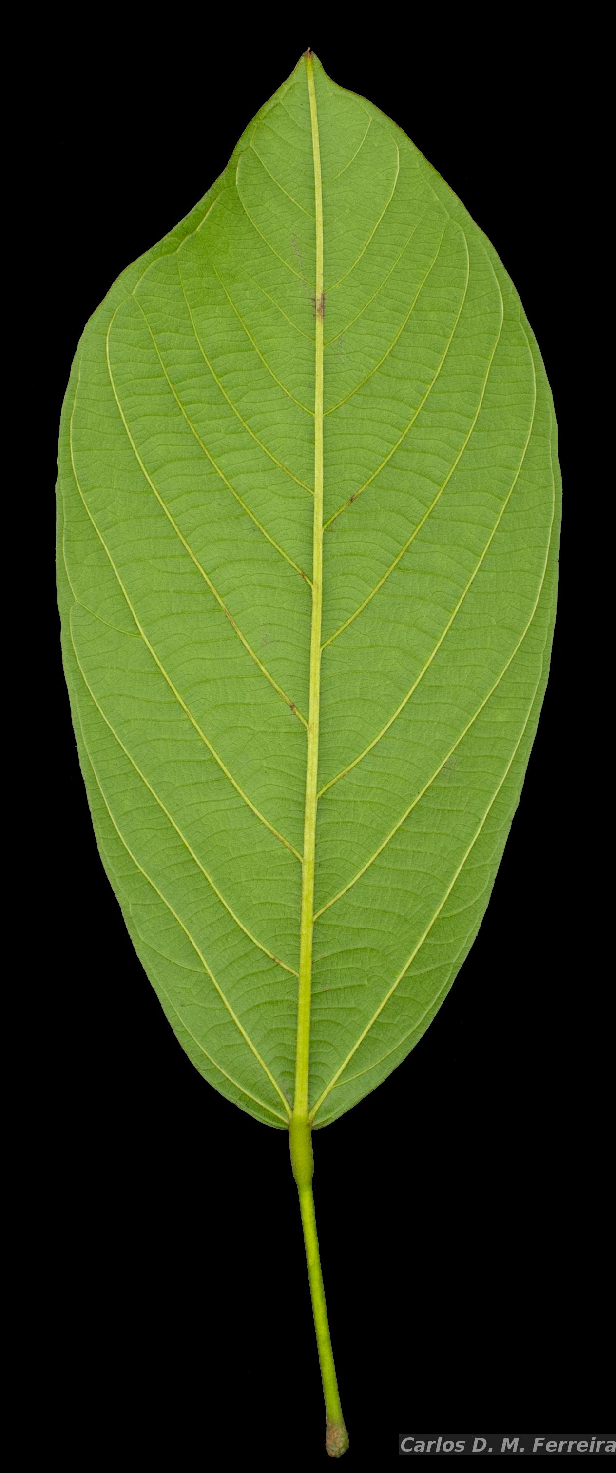 Lobado Pinnately Flora E Funga Do Brasil